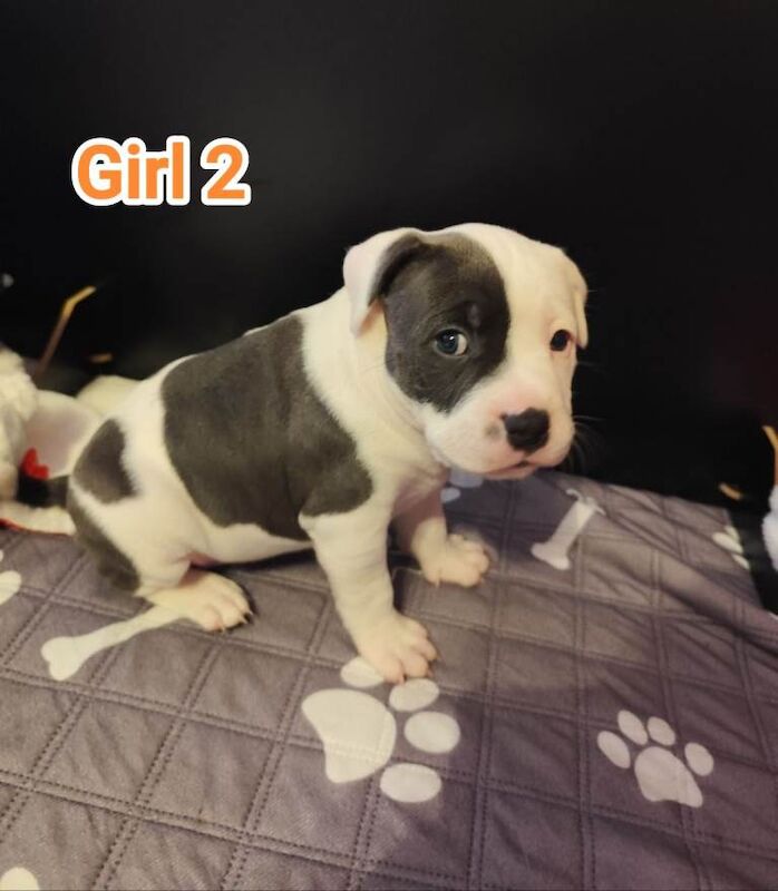 Staffordshire Bull Terrier Puppies For Sale in Methil, Fife | Staffie ...