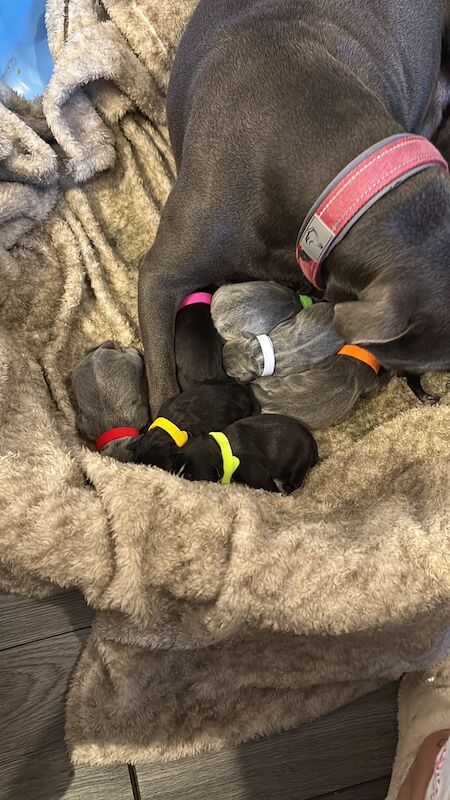 Staffordshire Bull Terrier Pups For Sale in Durham, County Durham