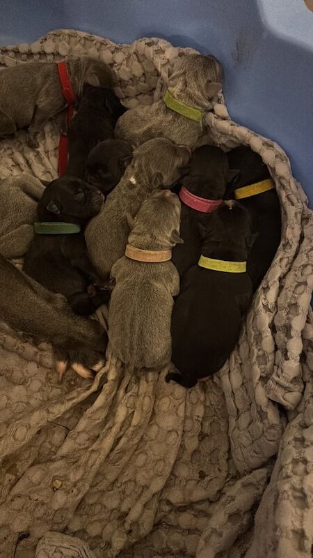 Staffordshire Bull Terrier Pups For Sale in Durham, County Durham