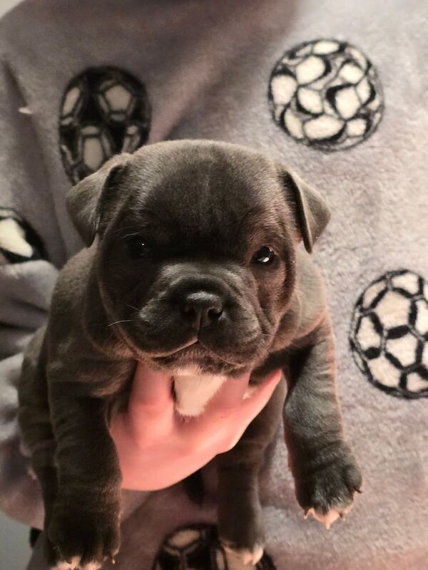 Blue Staffie Puppies For Sale | Staffie Owners