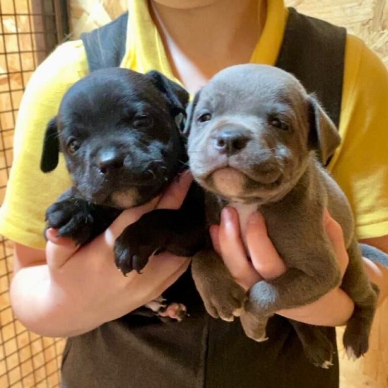 Kennel Club Registered Blue Staffordshire Bull Terrier Puppies For Sale ...