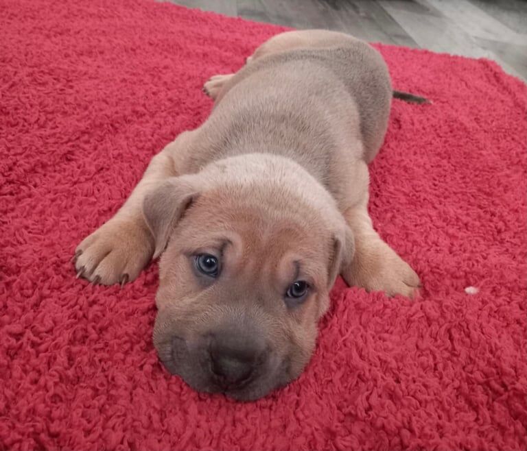 Kennel Club Registered Blue Staffie Puppies For Sale | Staffie Owners