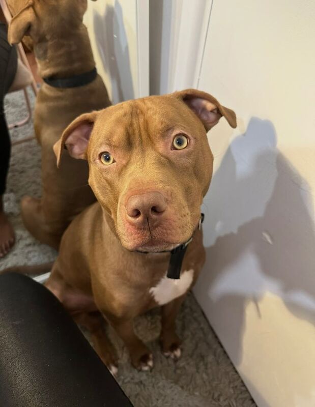 Red Staffordshire Bull Terrier Puppies For Sale | Staffie Owners