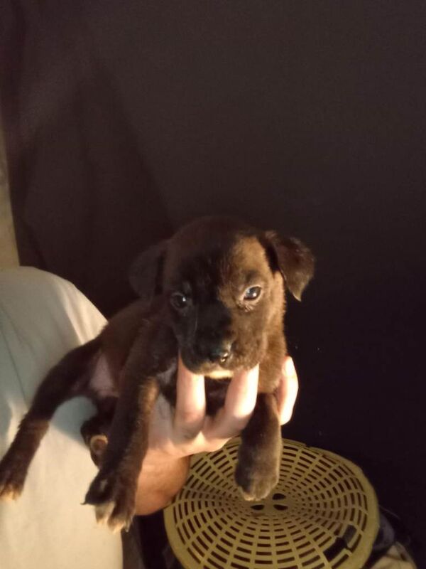 Staffy Cross German Shepherd - Staffordshire Bull Terrier Puppies For ...