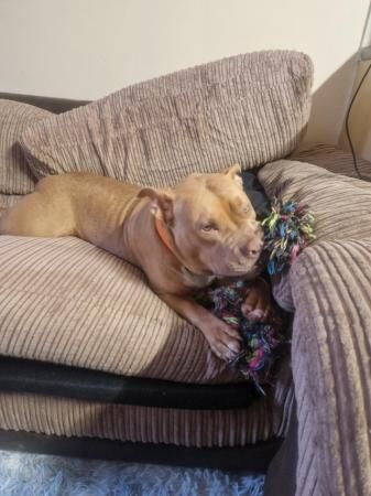 Staffie Dogs And Puppies For Sale Under £500 | Staffie-owners.co.uk