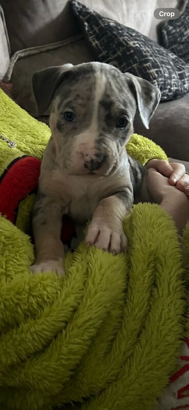 Staffy Cross Puppies - Staffordshire Bull Terrier Puppies For Sale in ...