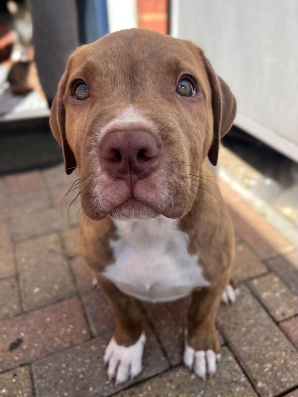 Buy and sell Staffie puppies and dogs online | Staffie Owners