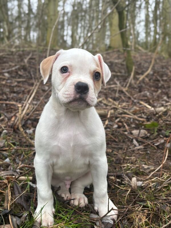 Staffy Puppy - Staffordshire Bull Terrier Puppies For Sale in Heathrow ...