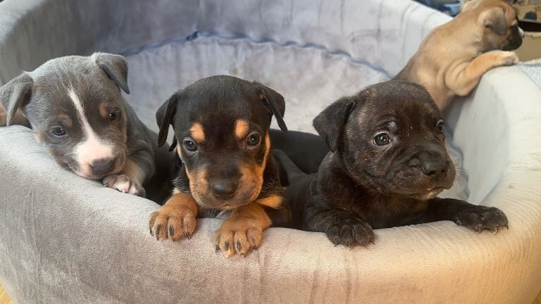Black Staffordshire Bull Terrier Puppies For Sale | Staffie Owners