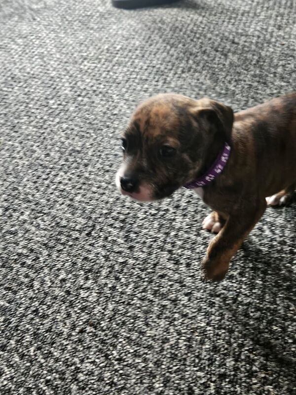 Red Staffordshire Bull Terrier Puppies For Sale | Staffie Owners