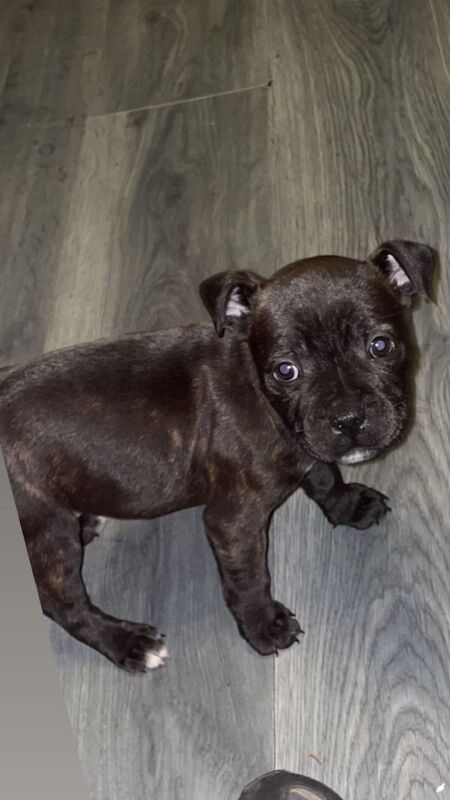 Red Staffordshire Bull Terrier Puppies For Sale | Staffie Owners