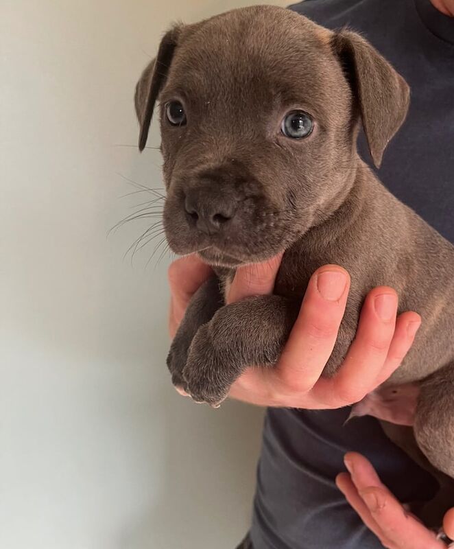 Black Staffordshire Bull Terrier Puppies For Sale | Staffie Owners