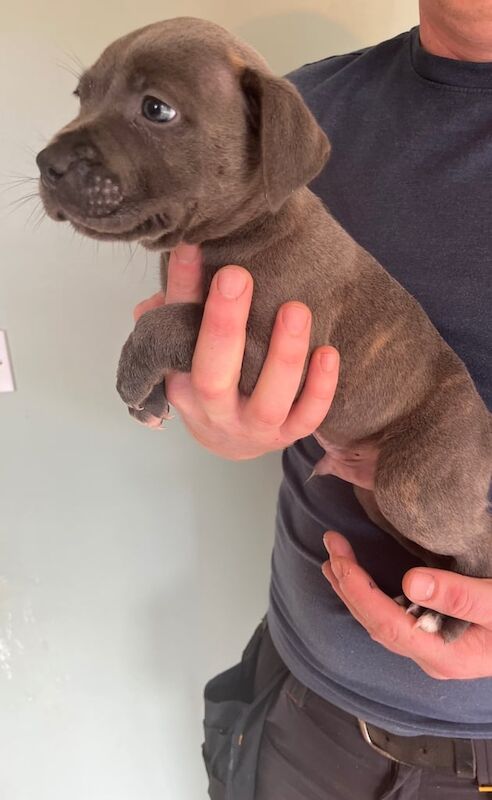 Staffy Pups For Sale - Staffordshire Bull Terrier Puppies in Armagh ...