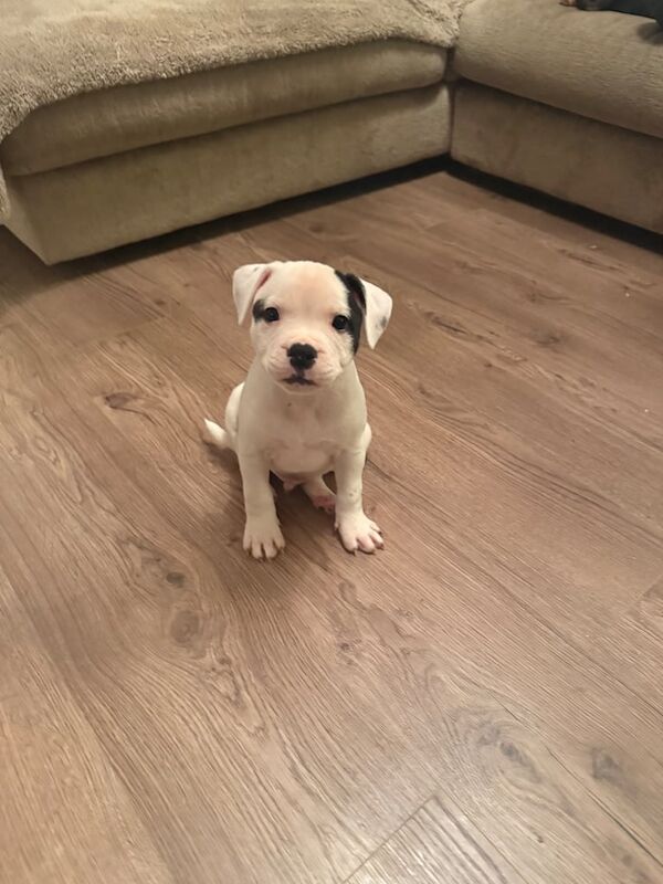 Blue Staffordshire Bull Terrier Puppies For Sale | Staffie Owners
