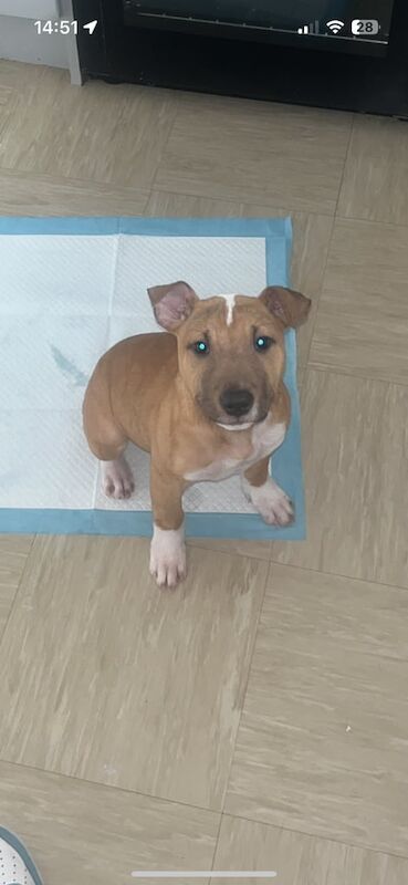 Staffie Puppies For Sale From Private Sellers | Staffie Owners