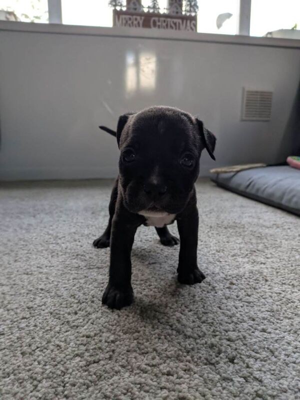 Staffy X Pocket Bully - Staffordshire Bull Terrier Puppies For Sale in ...