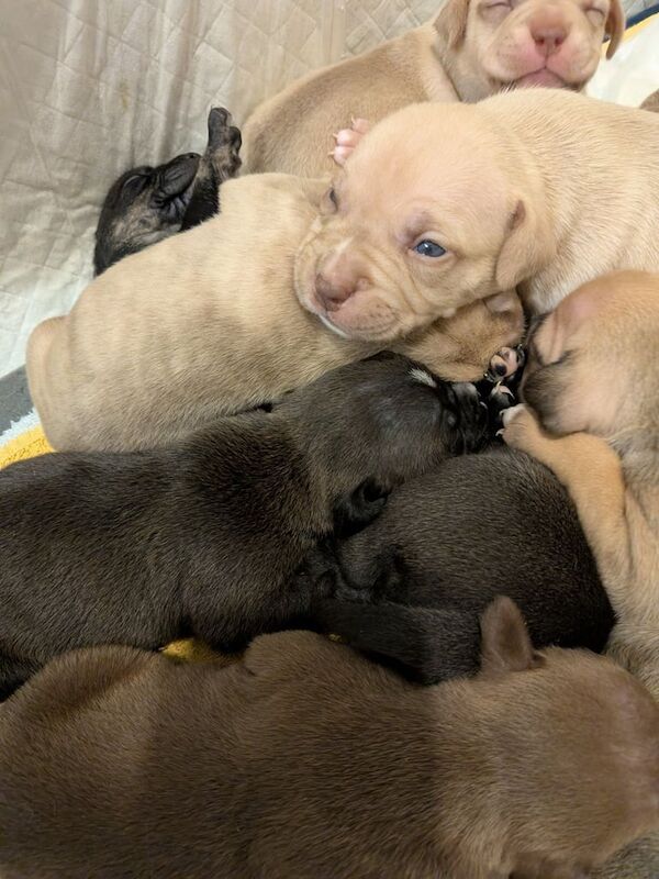 Staffy X Pocket Bully Puppies - Staffordshire Bull Terrier Puppies For ...
