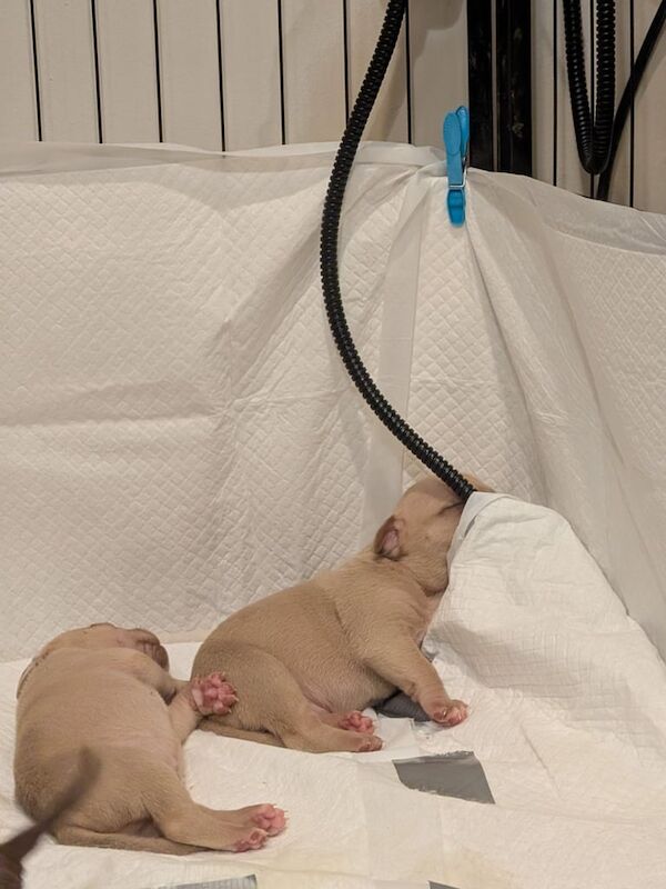 Staffy X Pocket Bully Puppies - Staffordshire Bull Terrier Puppies For ...