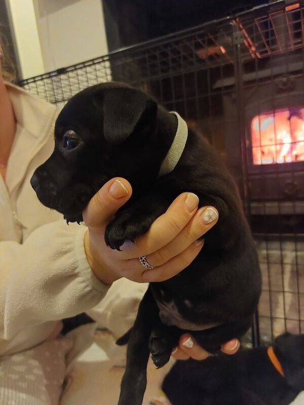 Red Staffordshire Bull Terrier Puppies For Sale | Staffie Owners
