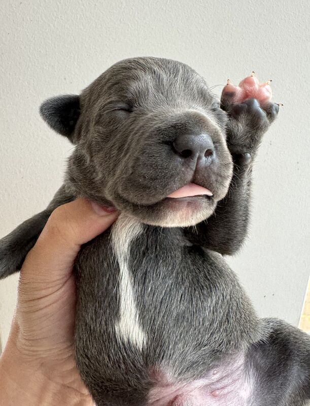 Stunning Litter Of KC Registered Staffy Puppies - Staffordshire Bull ...