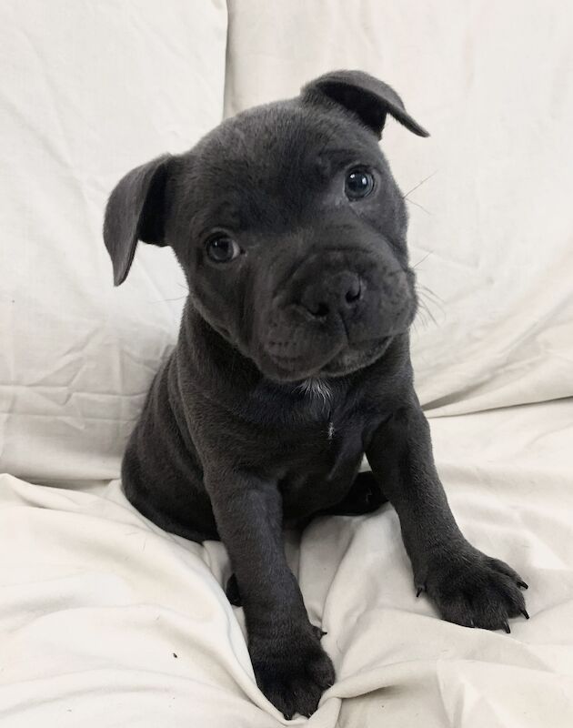 Kennel Club Registered Staffie Dogs And Puppies For Sale