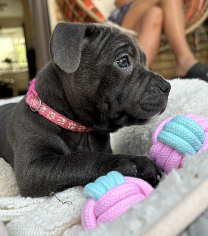 THE CHAMPS BLUE STAFFIE PUPS, 23 CHAMPS For Sale in Peterborough ...