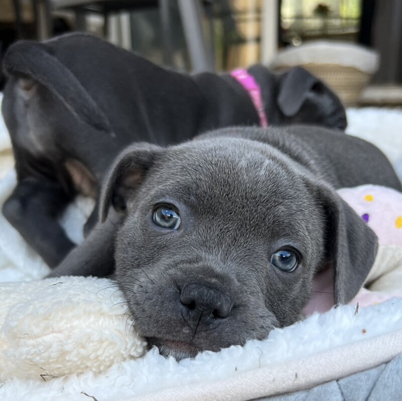 THE CHAMPS BLUE STAFFIE PUPS, 23 CHAMPS For Sale in Peterborough, Cambridgeshire