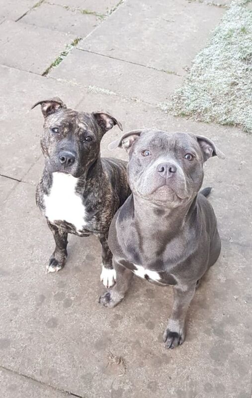 Two Stunning Staffys - Staffordshire Bull Terrier For Sale in Crewe ...