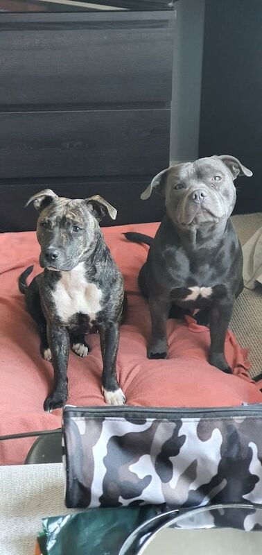 Two Stunning Staffys - Staffordshire Bull Terrier For Sale in Crewe ...